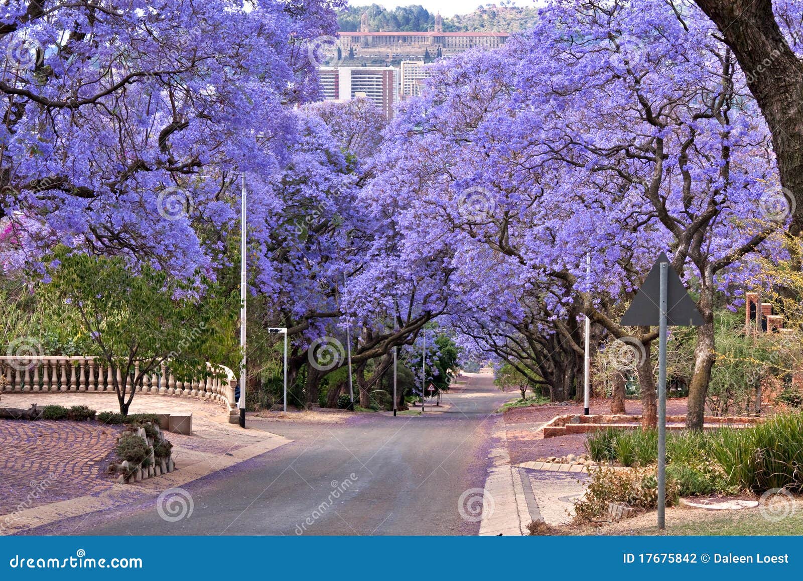 Arbres de Jacaranda photo stock. Image du jour, octobre - 17675842