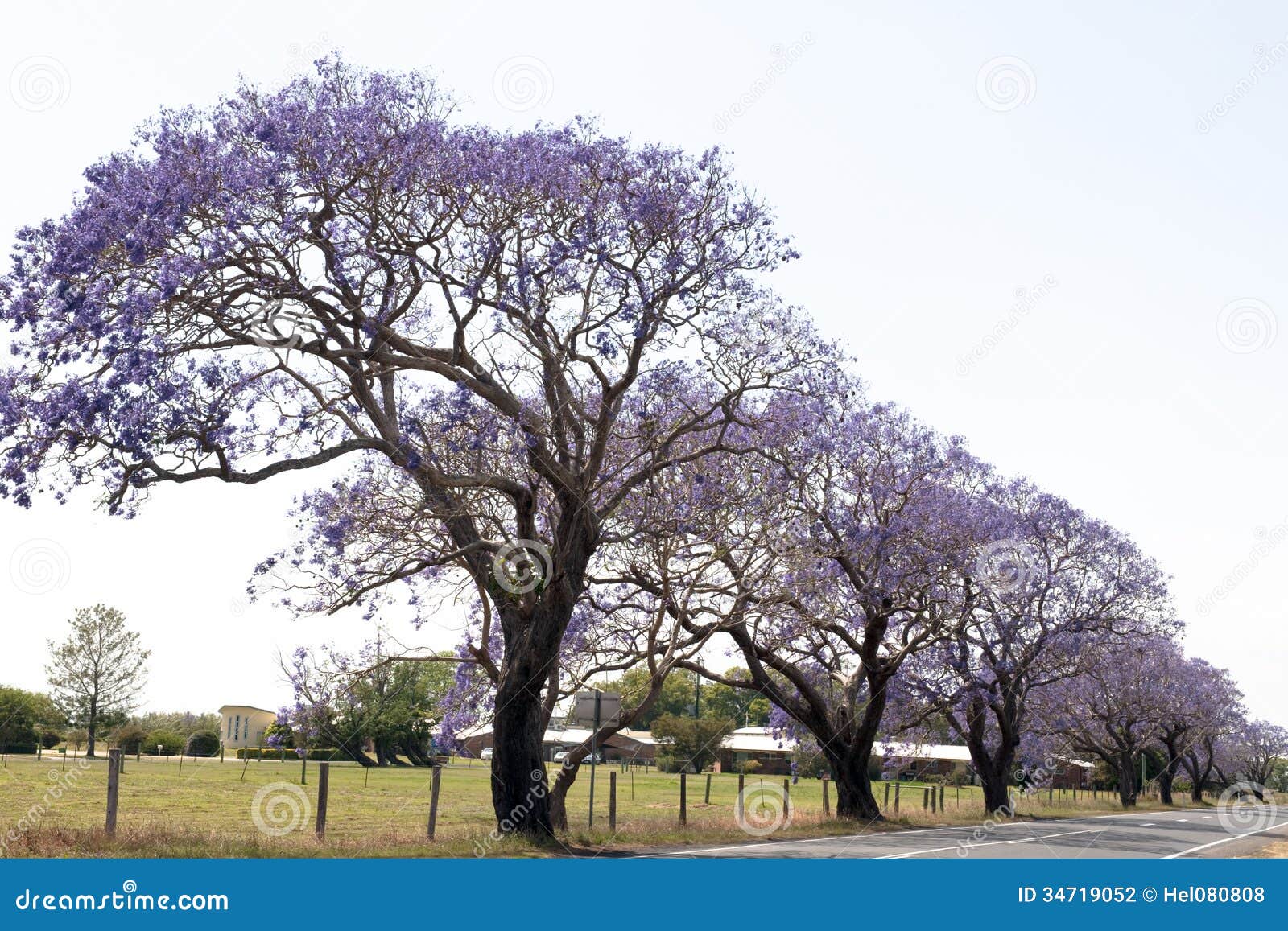 Arbres de Jacaranda photo stock. Image du normal, méridional - 34719052