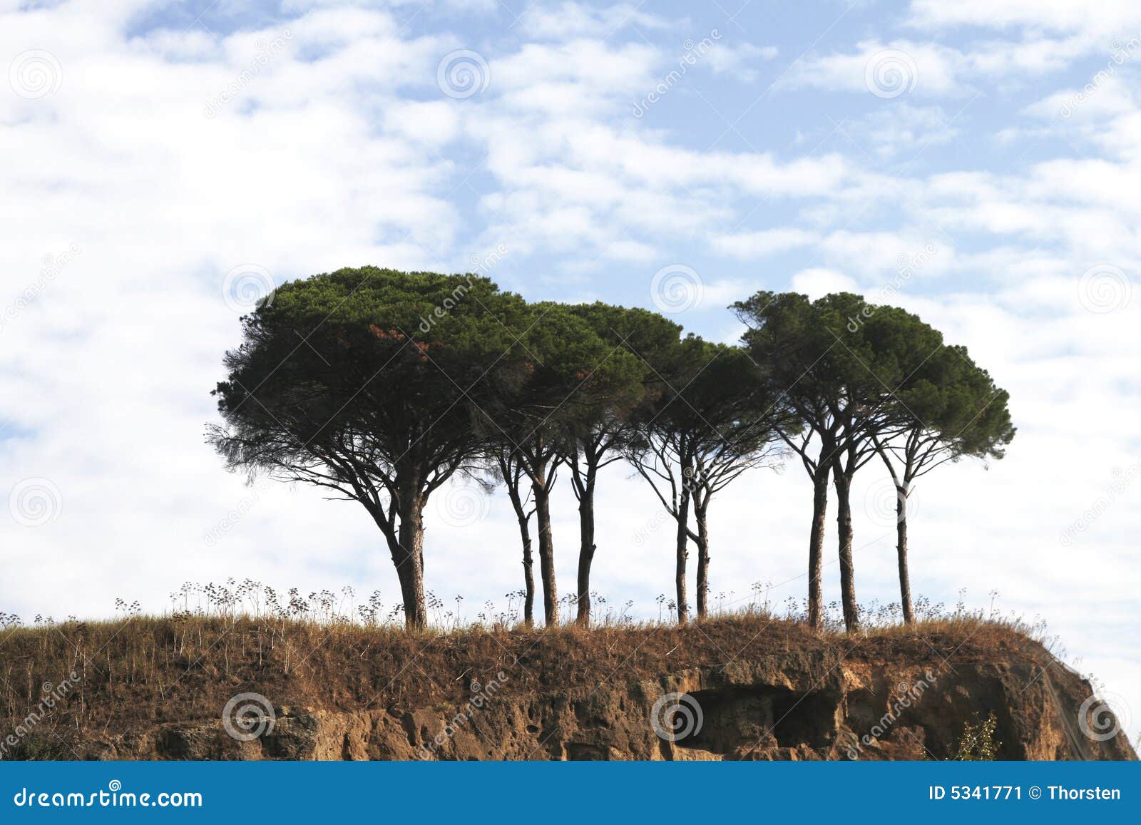 Arbres de l'Italie Rome image stock. Image du nuageux - 5341771