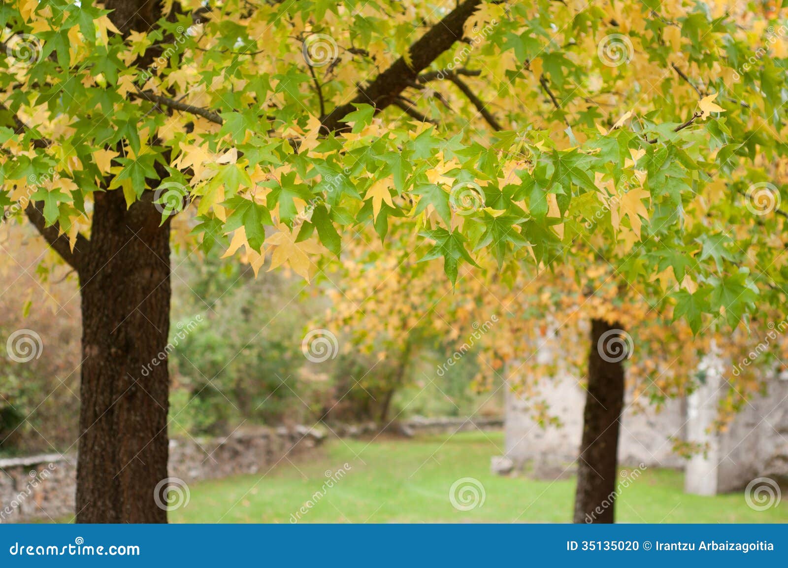 Arbres De Liquidambar En Automne, Avec Des Feuilles De Jaune Et De Vert ... Arbres De Liquidambar En Automne, Avec Des Feuilles De Jaune Et De Vert ...