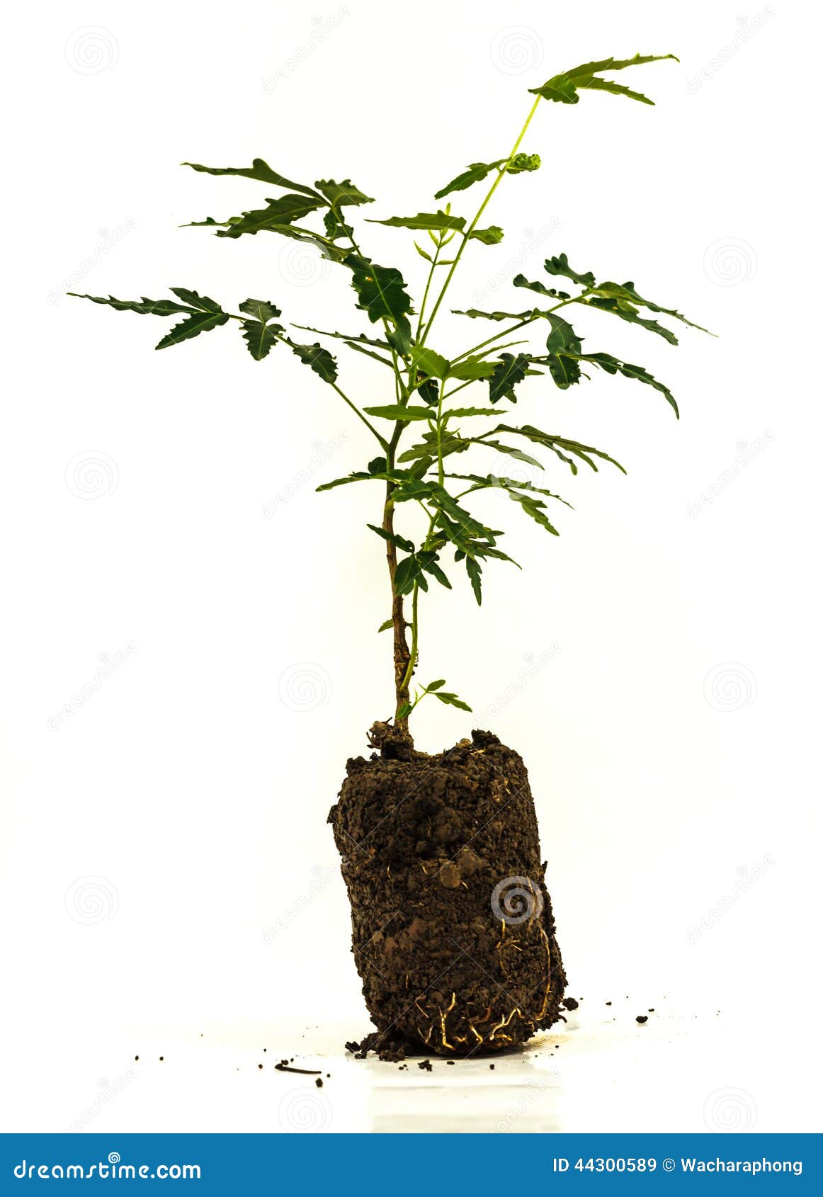 Arbres de Neem image stock. Image du insecticide, lame - 44300589