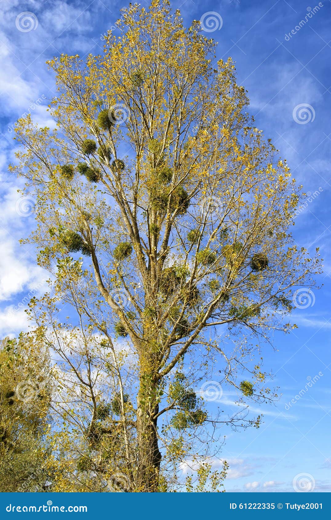 Arbres De Peuplier De Gui (album De Viscum) Image stock - Image of ...