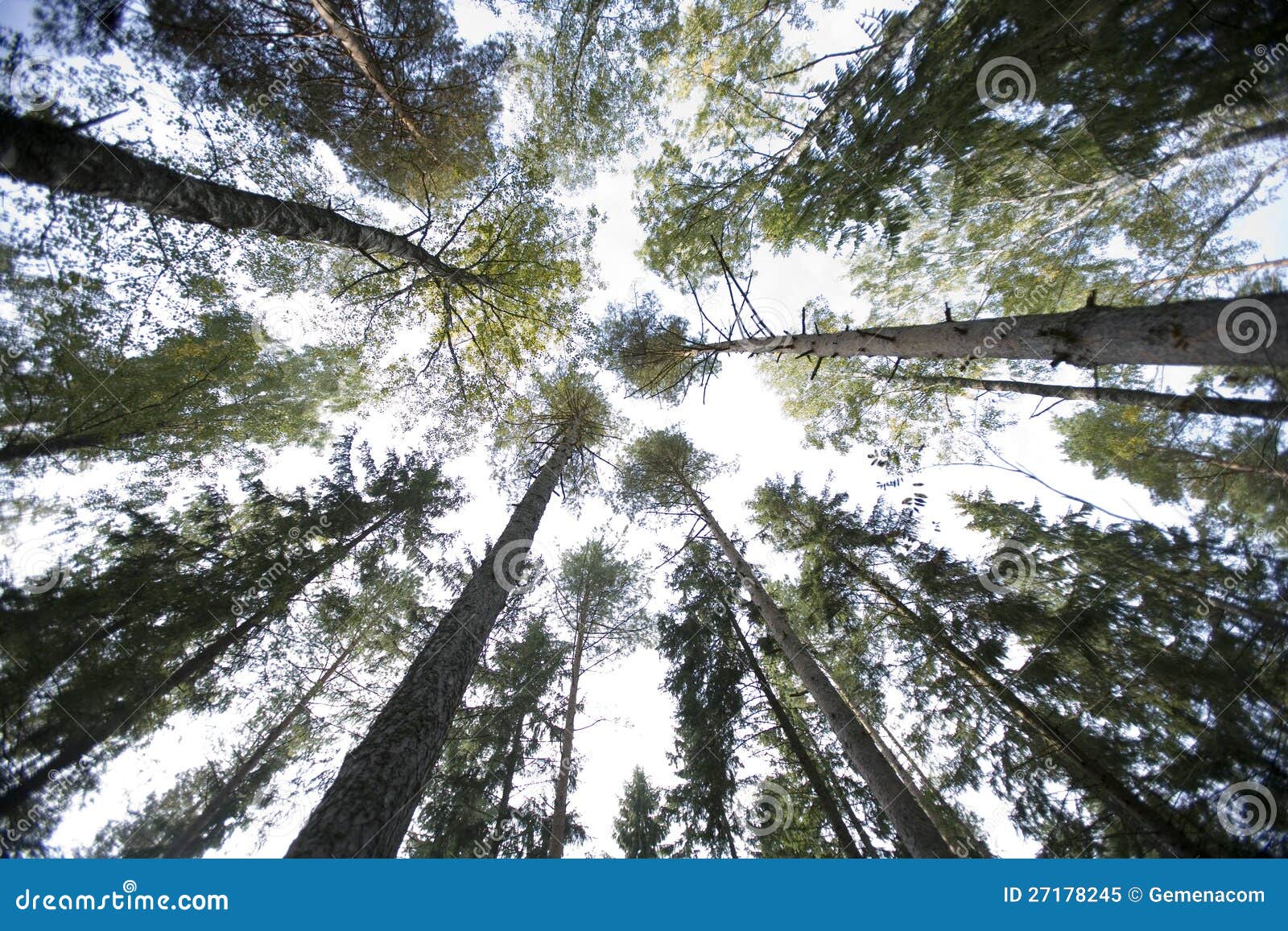 Arbres de pin image stock. Image du centrale, environnement - 27178245