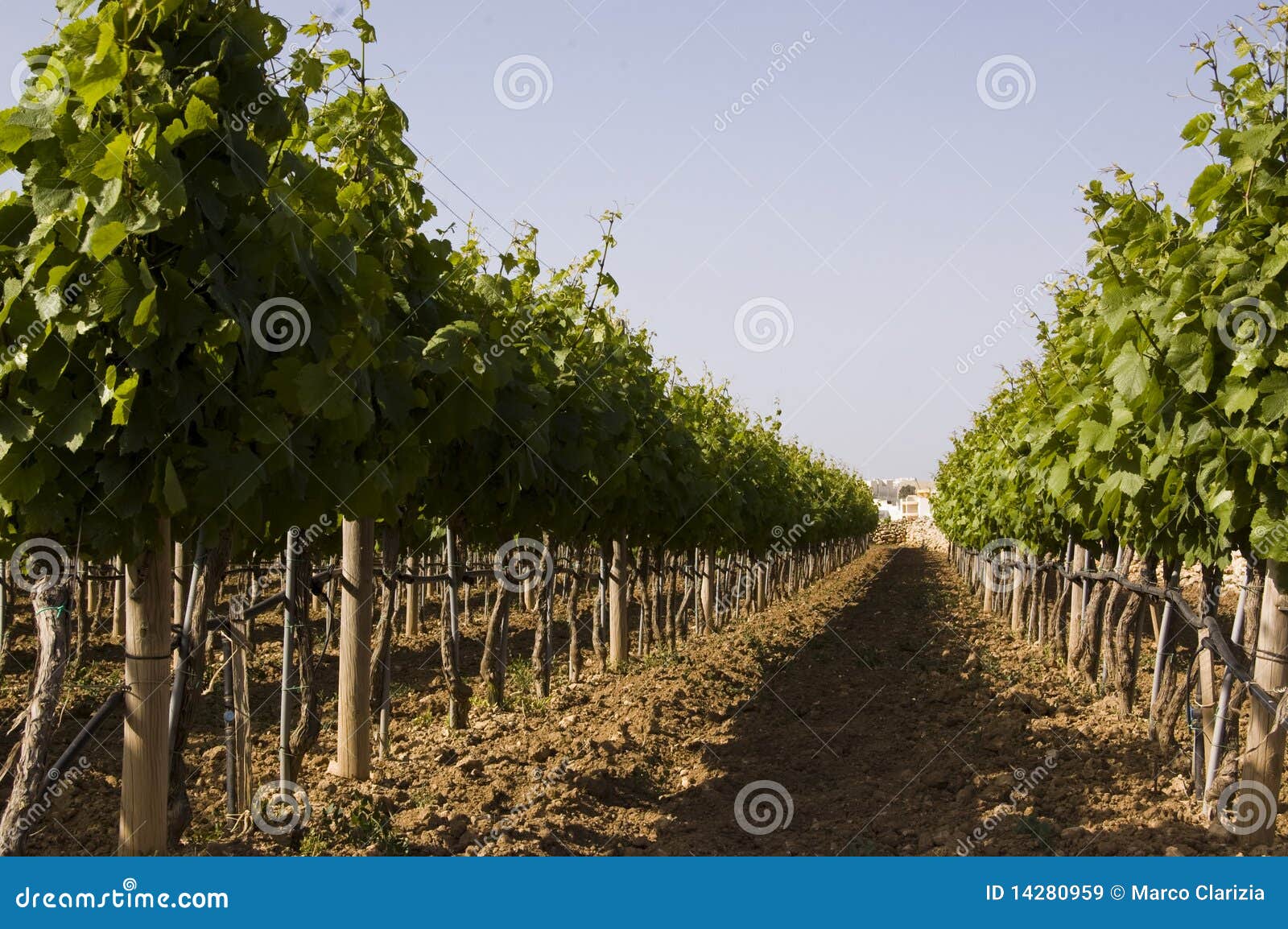 Arbres de raisins image stock. Image du plantation, campagne - 14280959