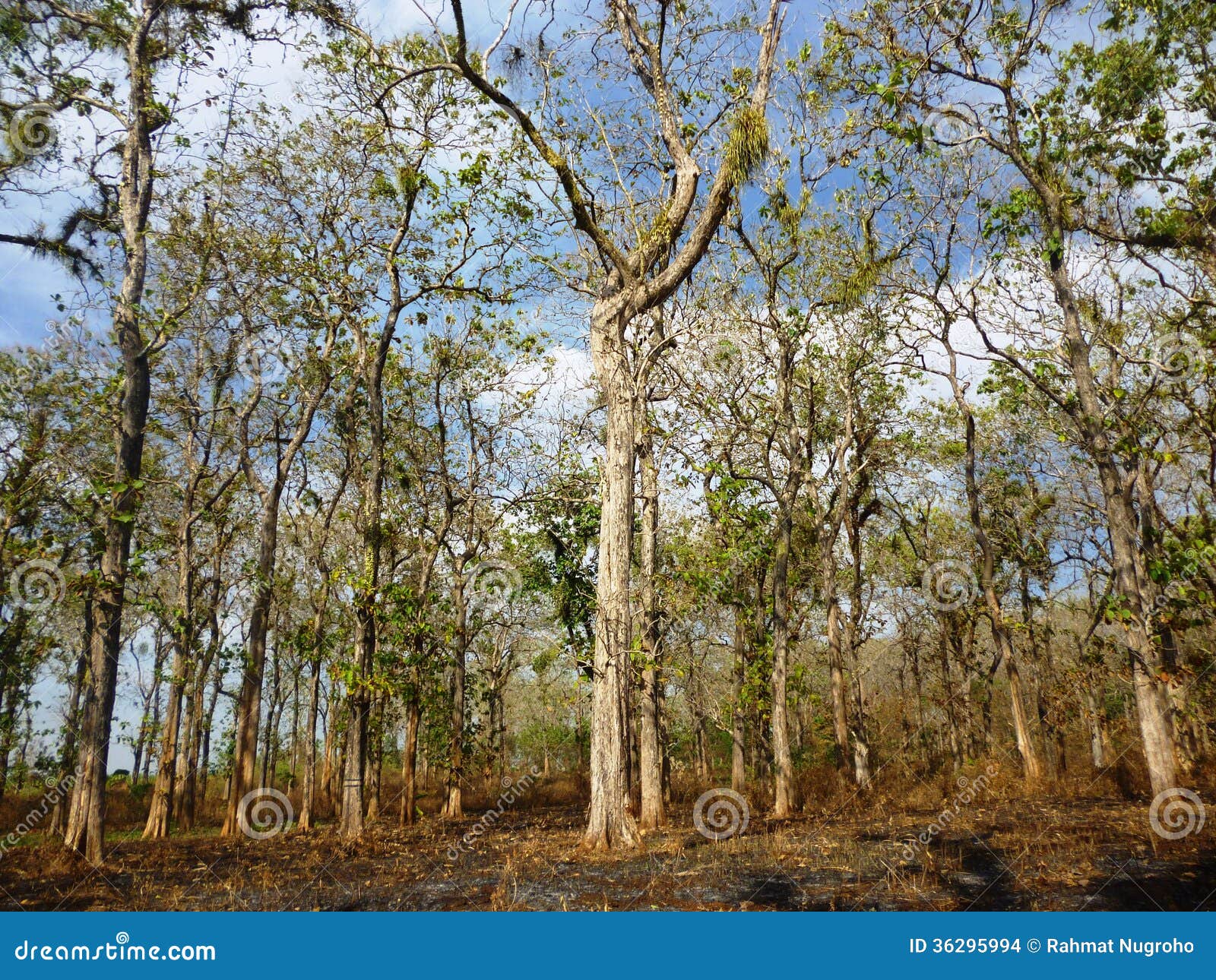 Arbres de teck photo stock. Image du pelouse, zone, cordon - 36295994