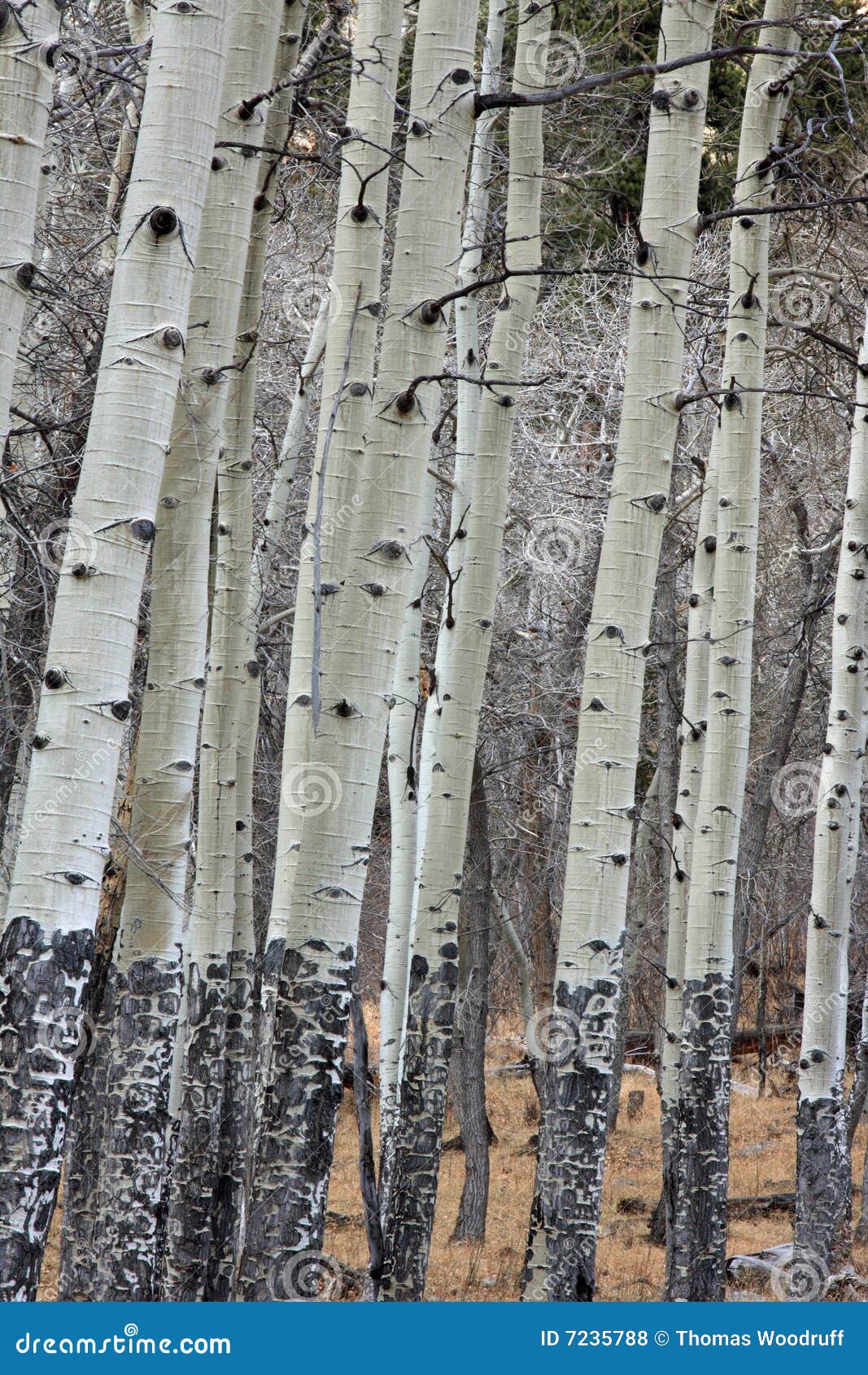 Arbres de tremble photo stock. Image du bois, arbres, fond - 7235788