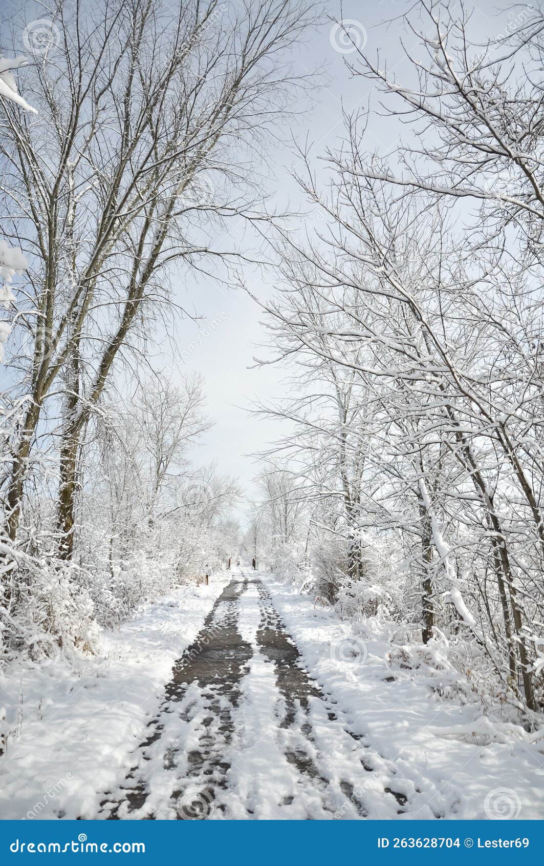 Arbres Et Chemin Couvert De Neige En Hiver Photo stock - Image du ...