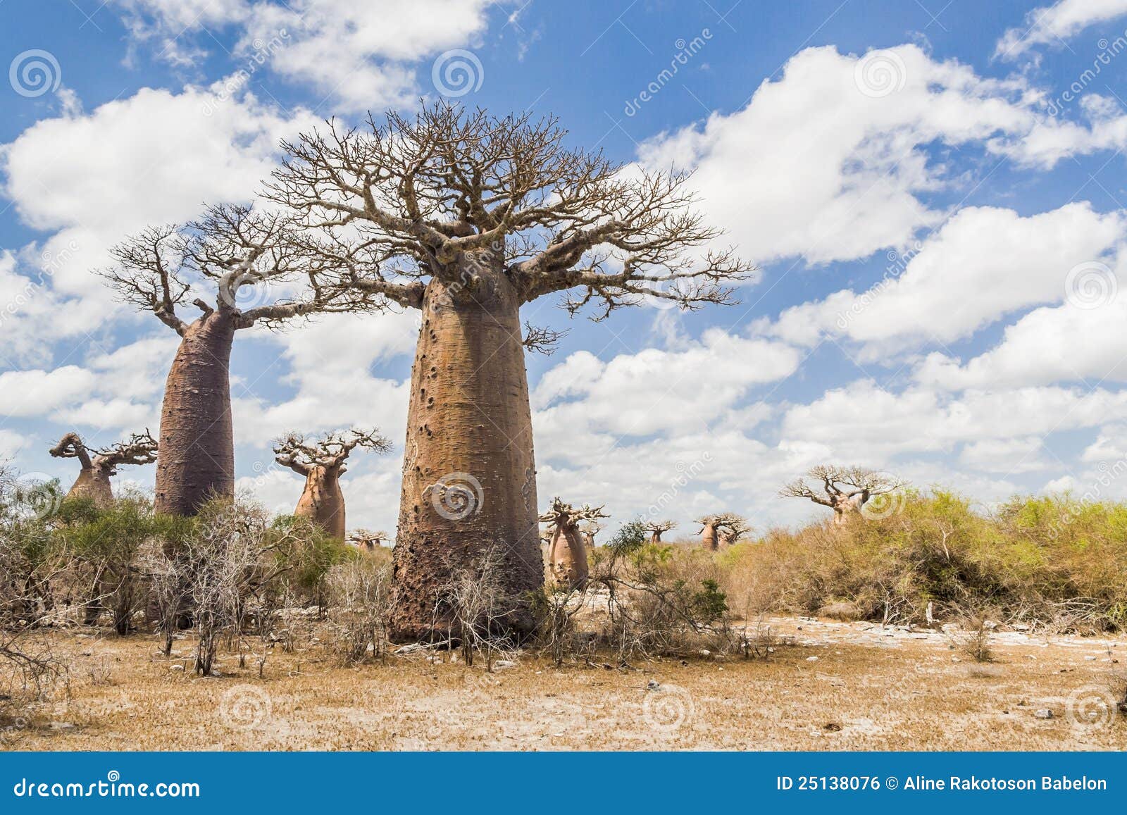 Arbres et savane de baobab photo stock. Image du exotique - 25138076