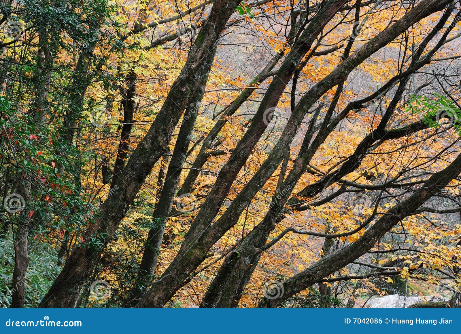 Arbres feuillus d'automne photo stock. Image du nature - 7042086