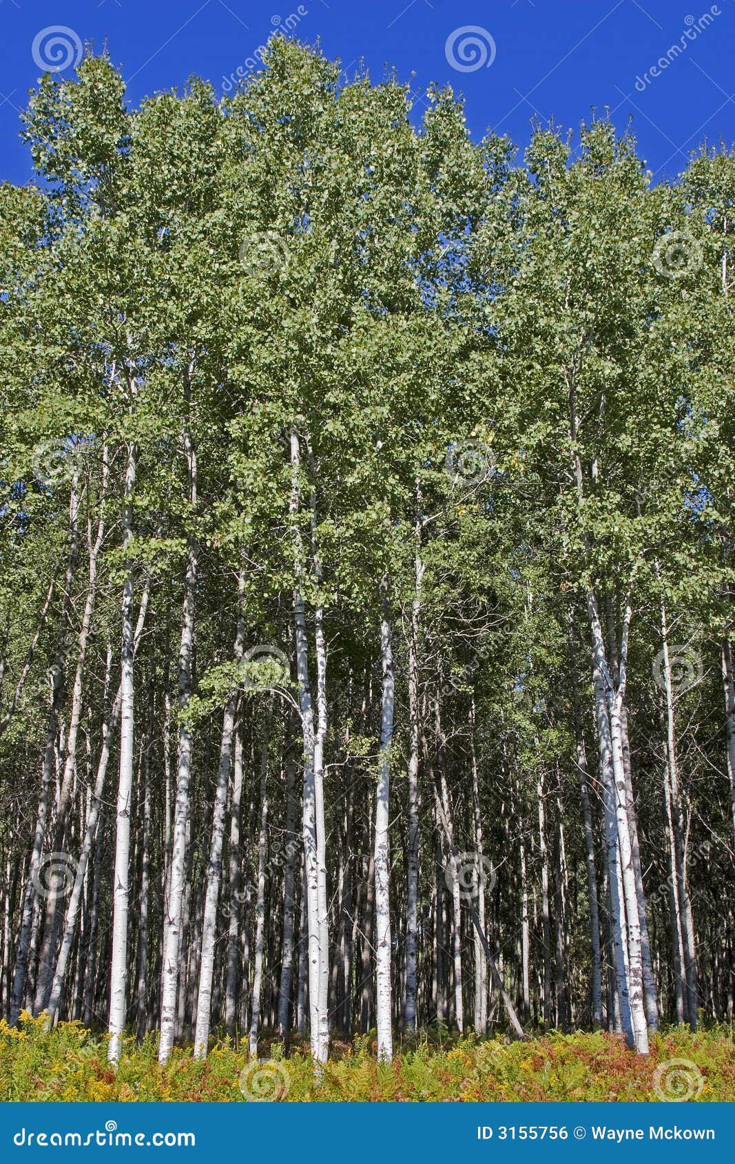Arbres Grands De Tremble Dans Les Bois Photo stock - Image du mélange ...