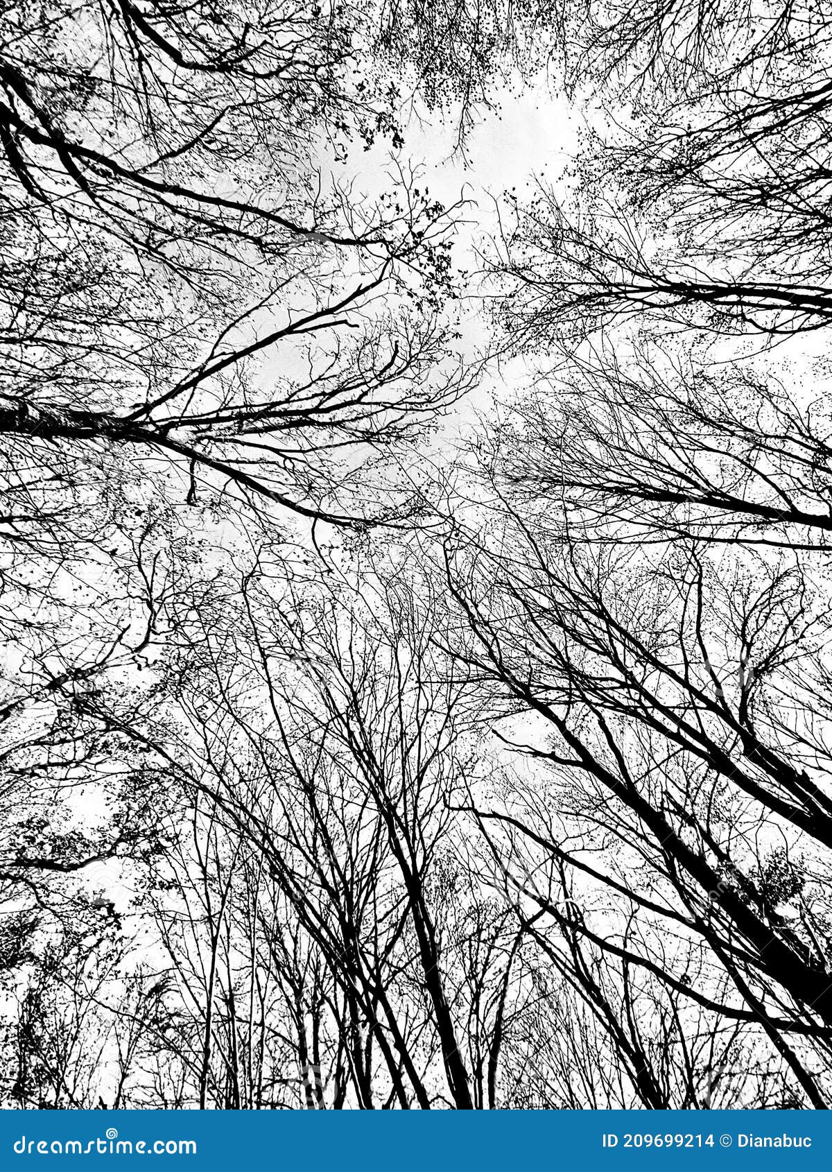 Arbres noir et blanc photo stock. Image du arbre, lame - 209699214