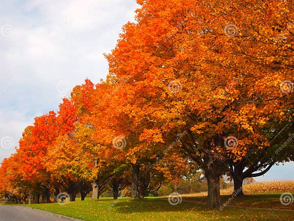 Arbres oranges d'automne image stock. Image du arbres - 27208433