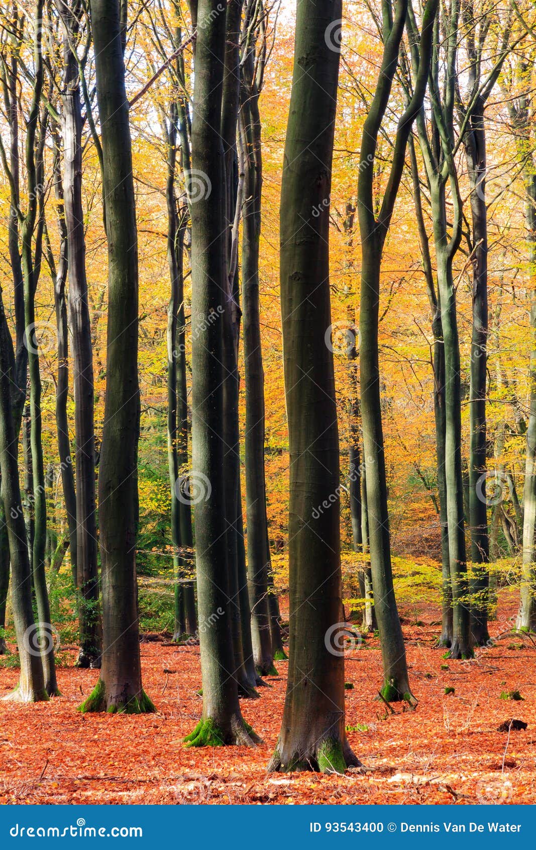 Arbres verticaux oranges photo stock. Image du hollandais - 93543400