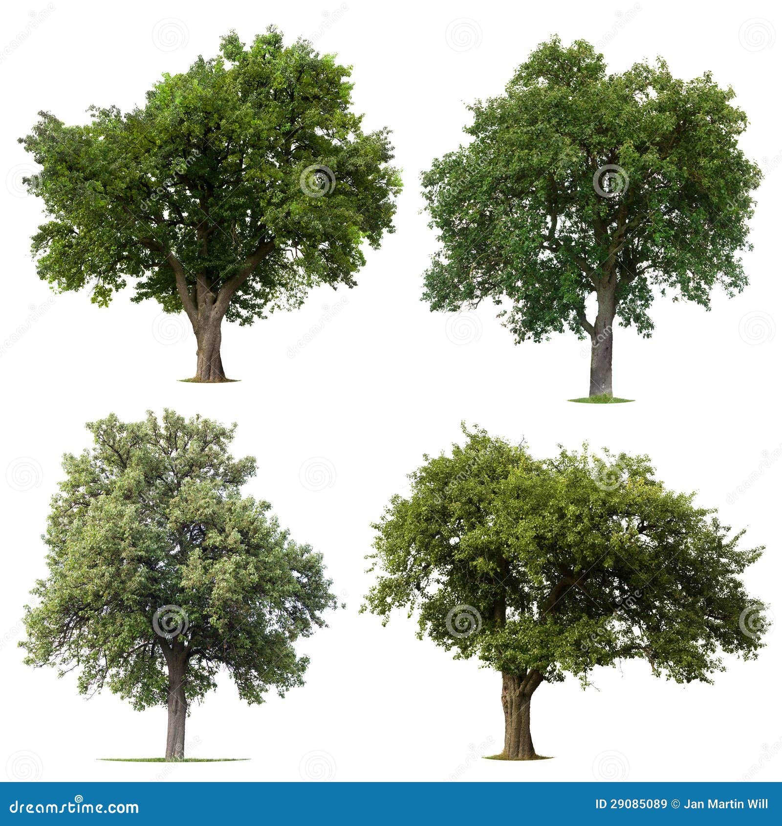 Arbres verts feuillus image stock. Image du feuillu, lames - 29085089