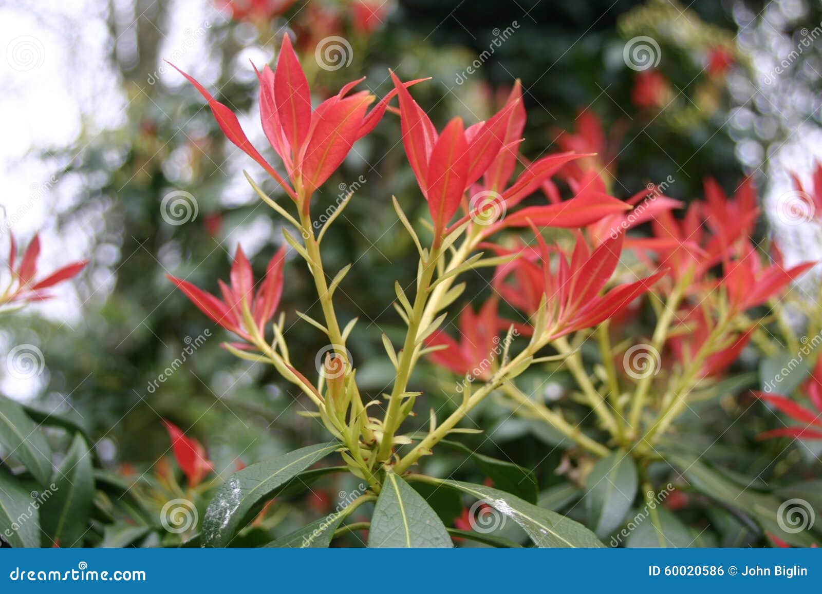 Arbuste Avec De Jeunes Feuilles Rouges Photo stock - Image du arbuste ...