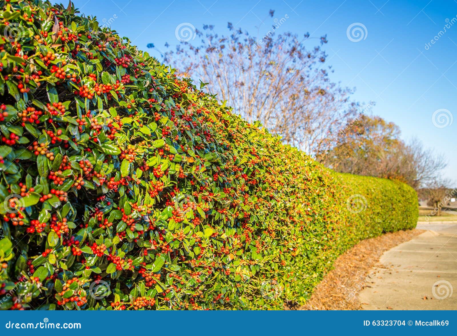 Arbuste Avec Les Baies Rouges Photo stock - Image du ornemental, houx ...