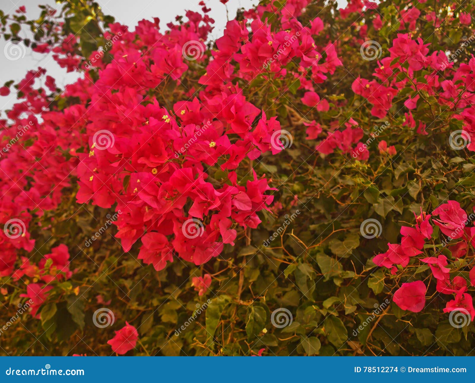 Arbuste Avec Les Fleurs Rouges Lumineuses Photo stock - Image du ...