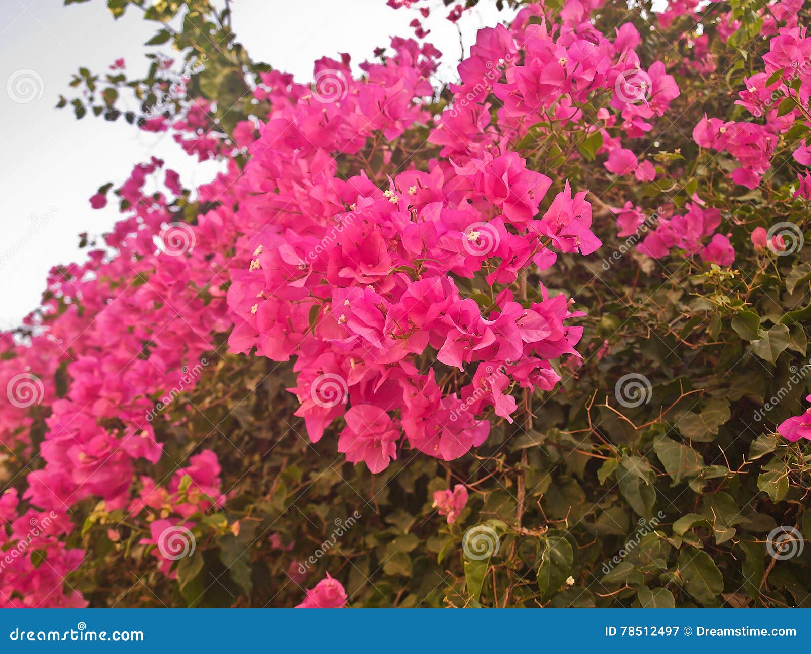 Arbuste Avec Les Fleurs Rouges Lumineuses Image stock - Image du flore ...
