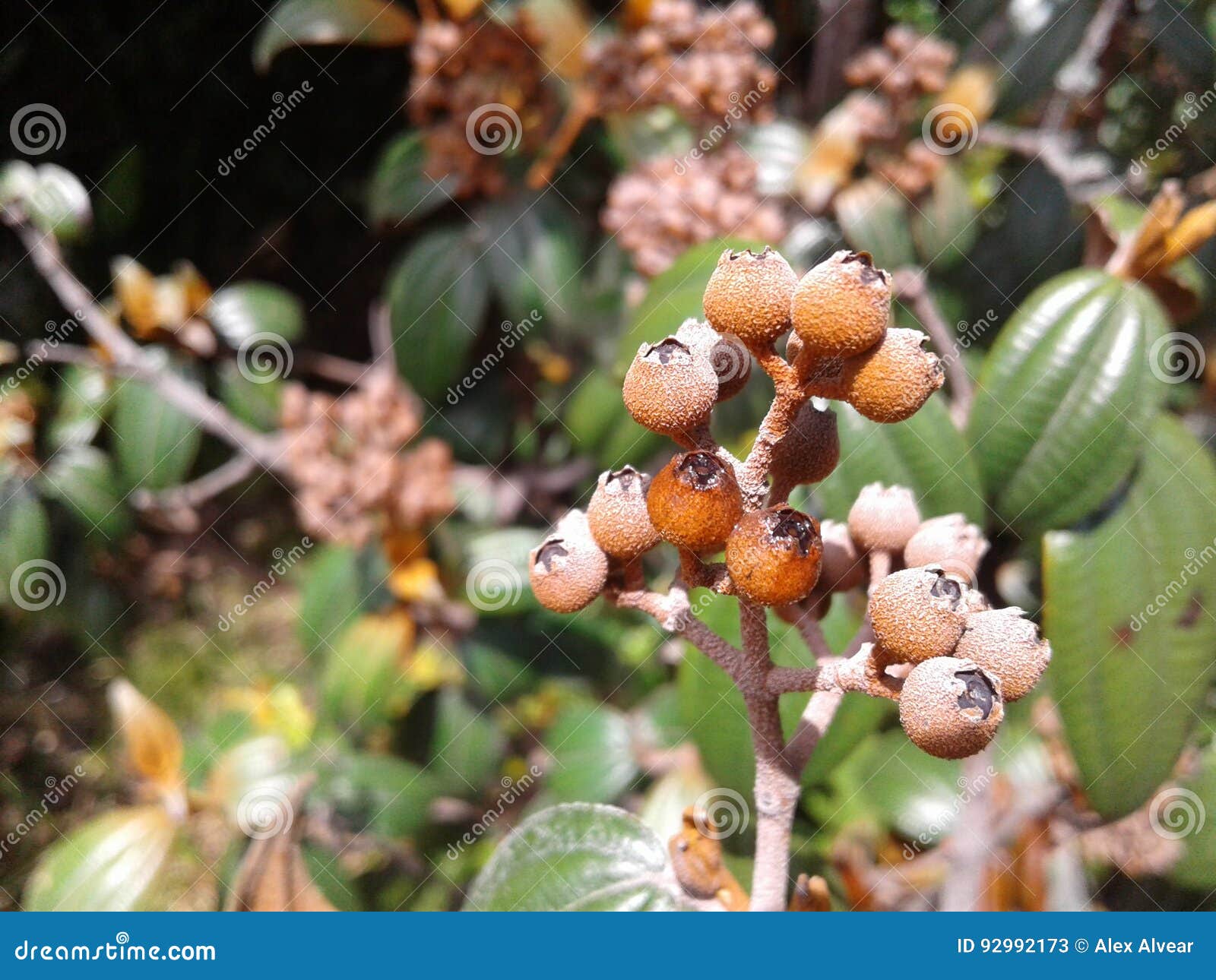 Arbuste Avec Les Fruits Secs Image stock - Image du famille, botanique ...