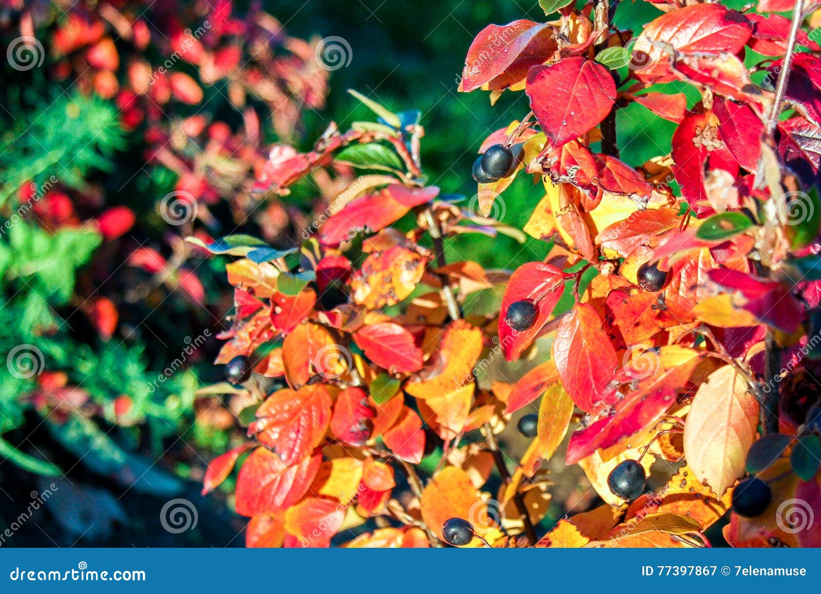 Arbuste d'automne image stock. Image du saisons, écologie - 77397867