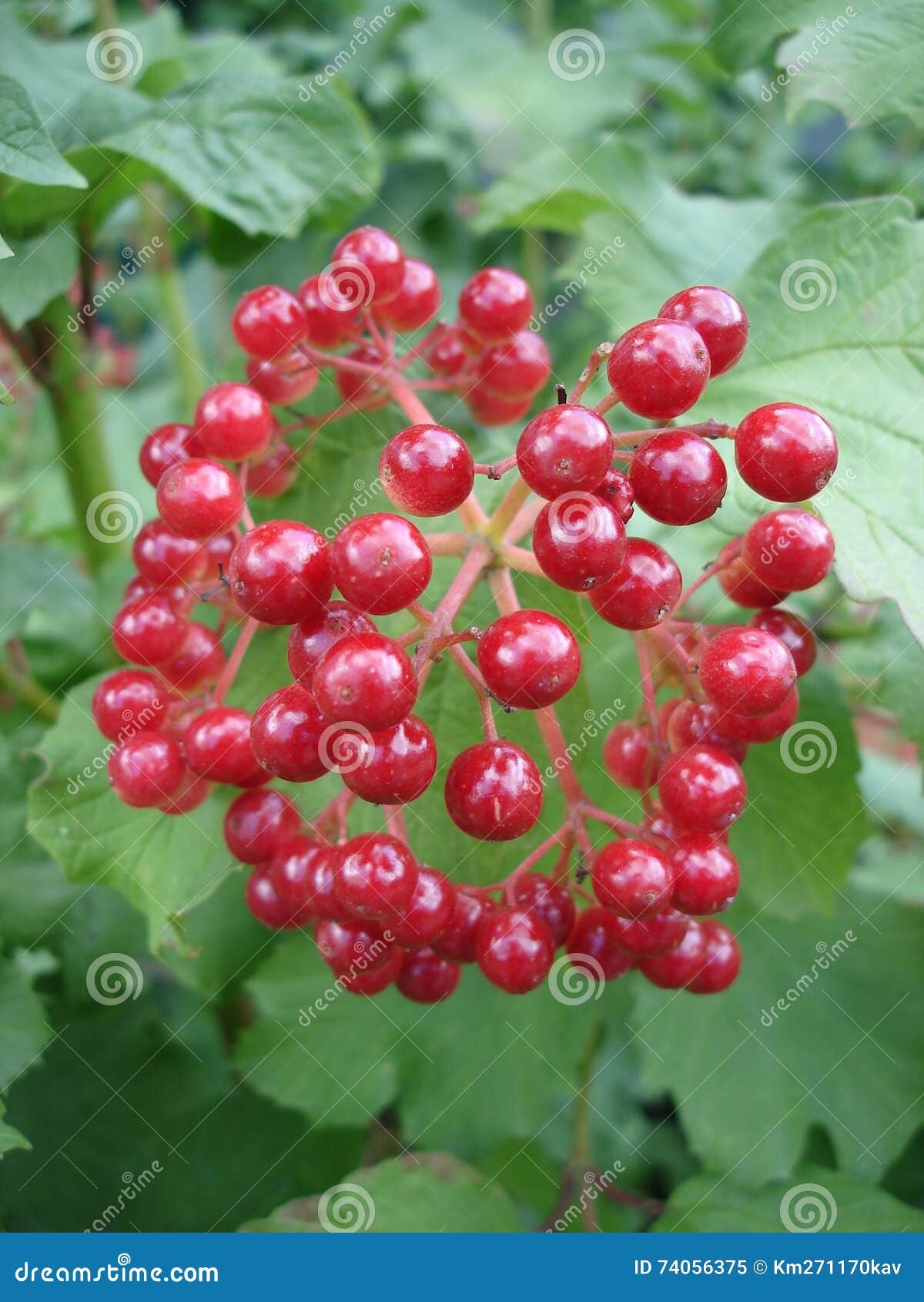 Arbuste D'opulus De Viburnum, Fruit Rouge Image stock - Image du petit ...