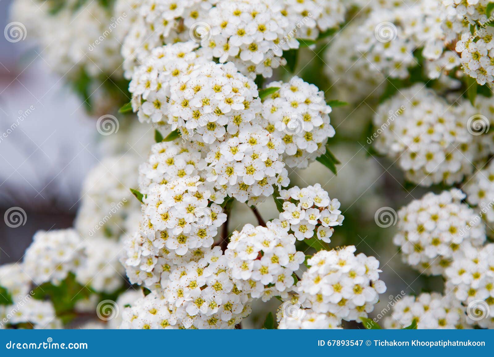 Arbuste De Floraison De Guelder-rose De Ressort, Fleurs Blanches Rondes ...