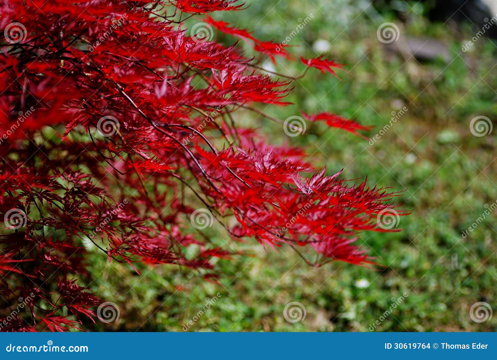 Arbuste rouge photo stock. Image du fleur, vert, bleu - 30619764
