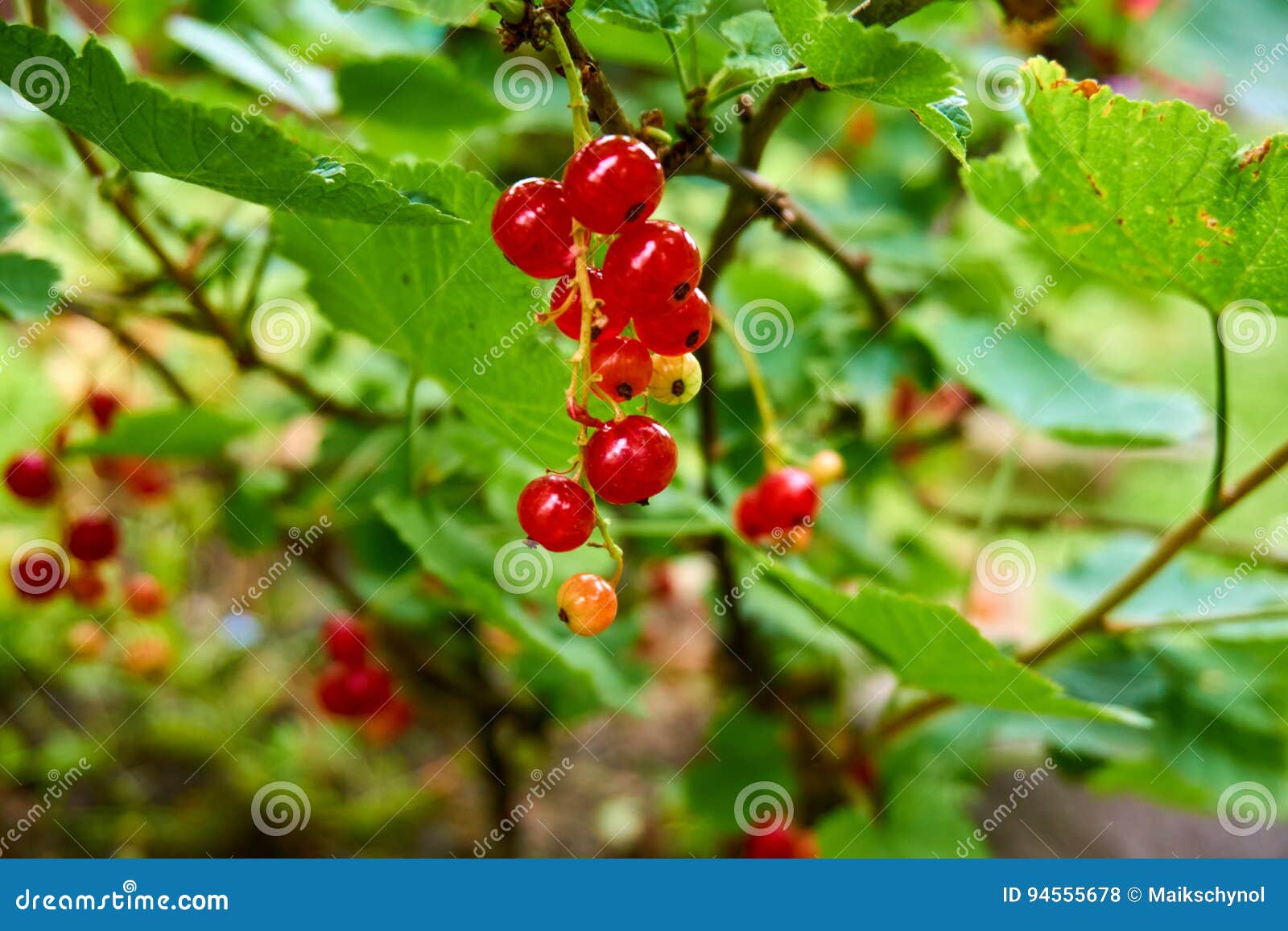 Arbuste Simple Des Groseilles Rouges Dans Le Premier Plan Photo stock ...