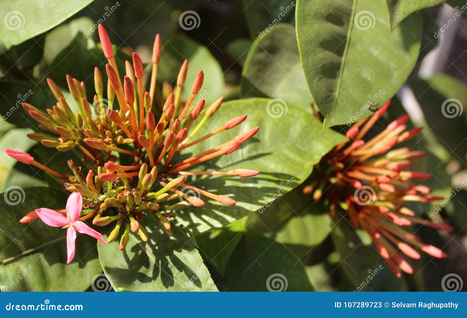 Arbustes Rouges De Fleur D'ixora Avec Des Feuilles Image stock - Image ...