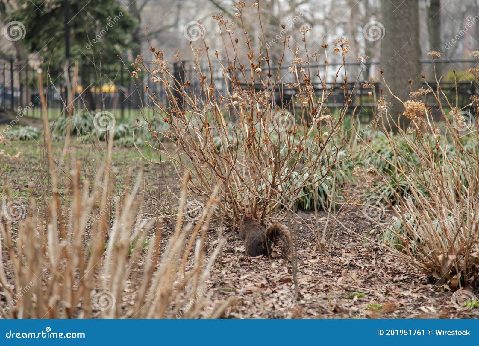Arbusti Gialli Secchi in Un Parco Immagine Stock - Immagine di nave ...