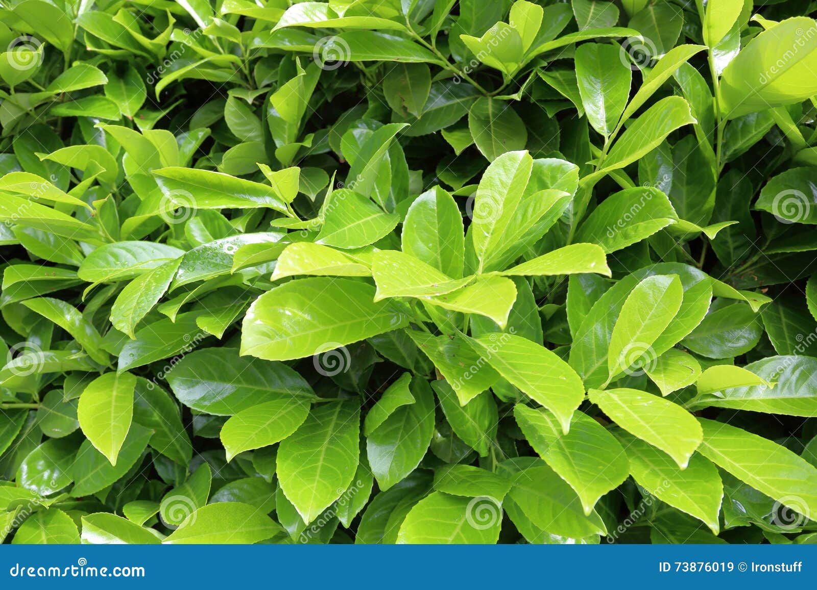 Arbusto Brillante Del Laurel Imagen de archivo - Imagen de arbusto ...