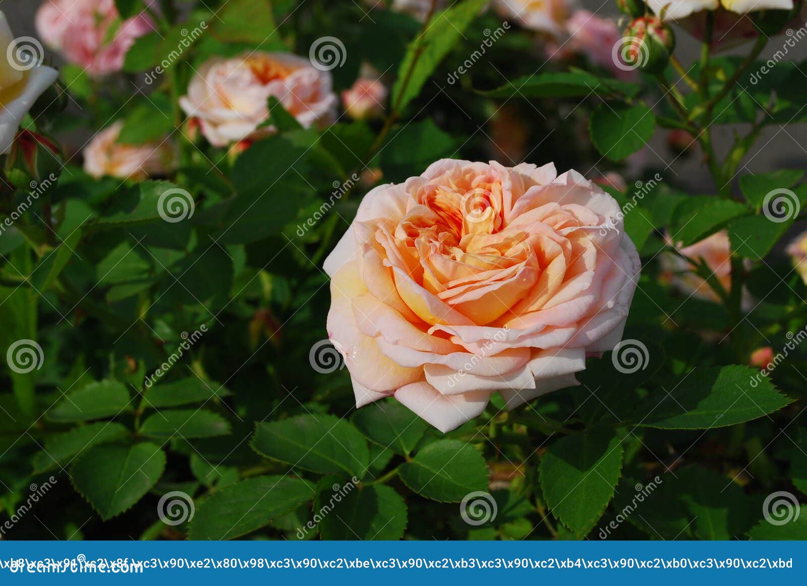 Arbusto Com Rosas Cor-de-rosa Grandes Fechado Foto de Stock - Imagem de ...