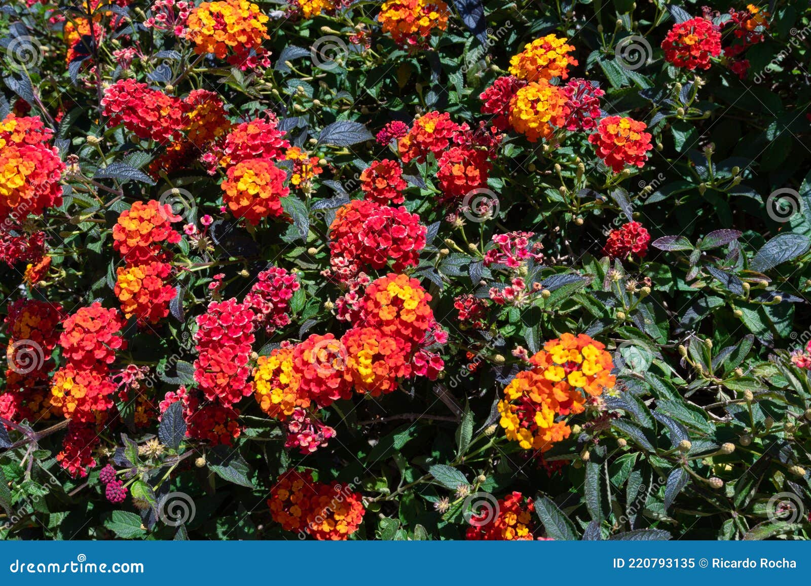 Arbusto con flores imagen de archivo. Imagen de flor - 220793135