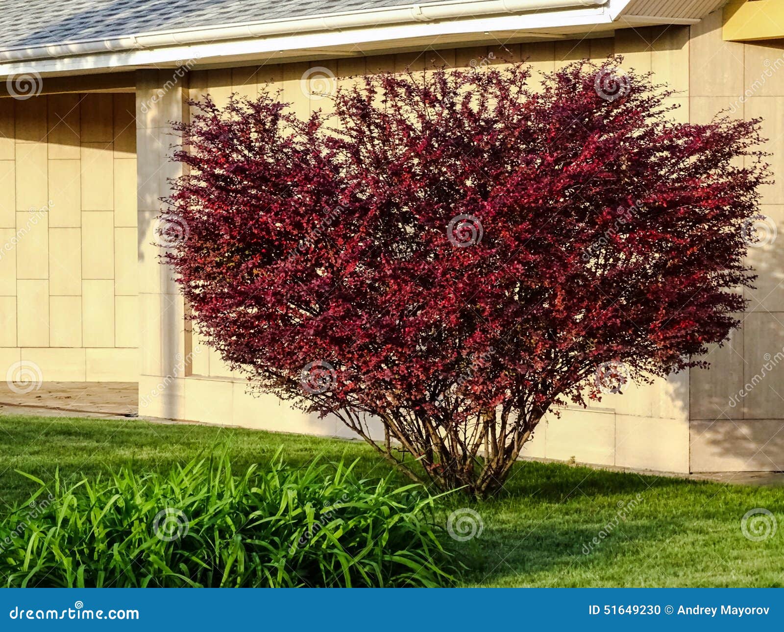 Arbusto Con Las Hojas Rojas Foto de archivo - Imagen: 51649230