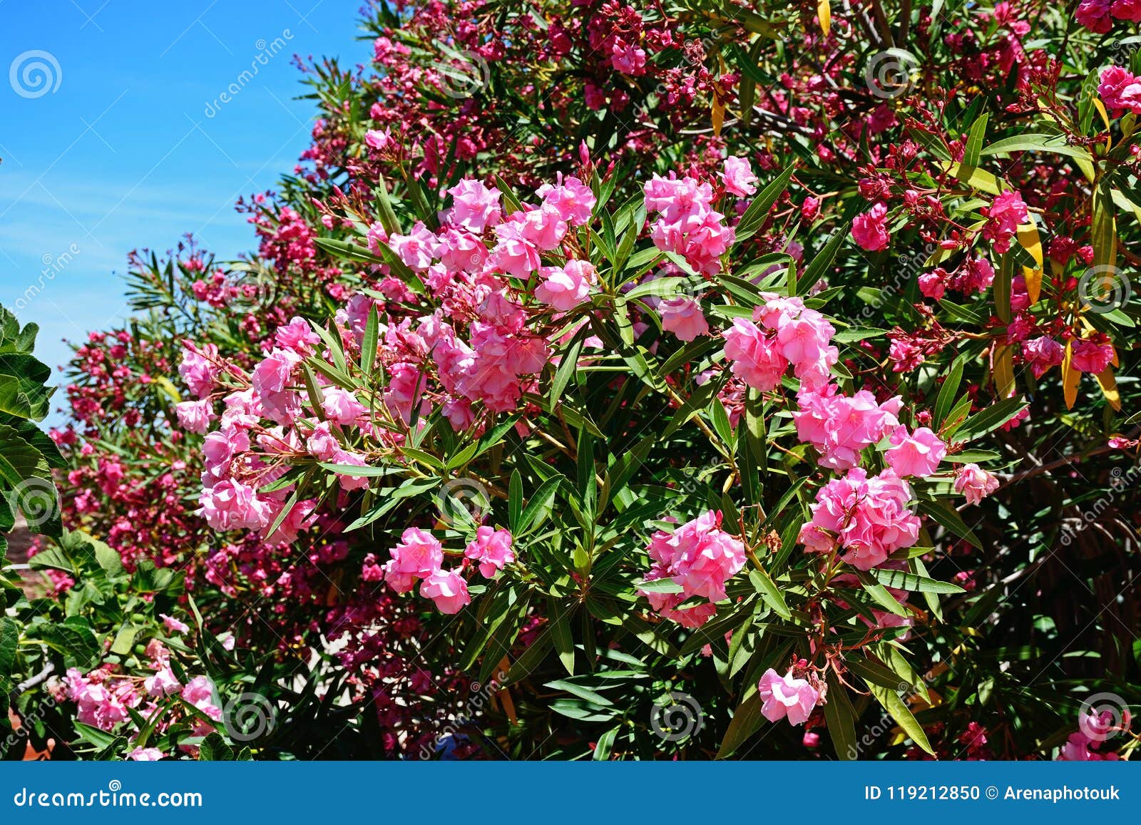 Arbusto Cor-de-rosa Do Oleandro, Portugal Foto de Stock - Imagem de céu ...