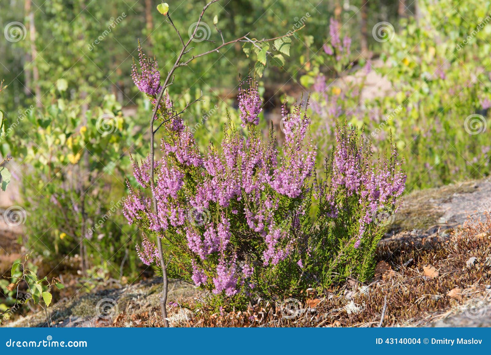 Arbusto da urze foto de stock. Imagem de flor, nave, arbusto - 43140004