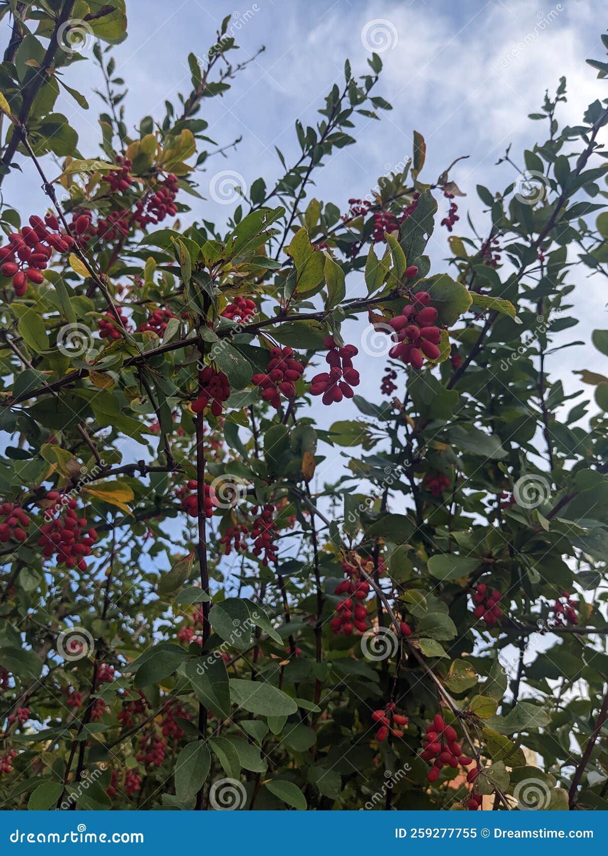 Arbusto de arando vermelho imagem de stock. Imagem de outono - 259277755