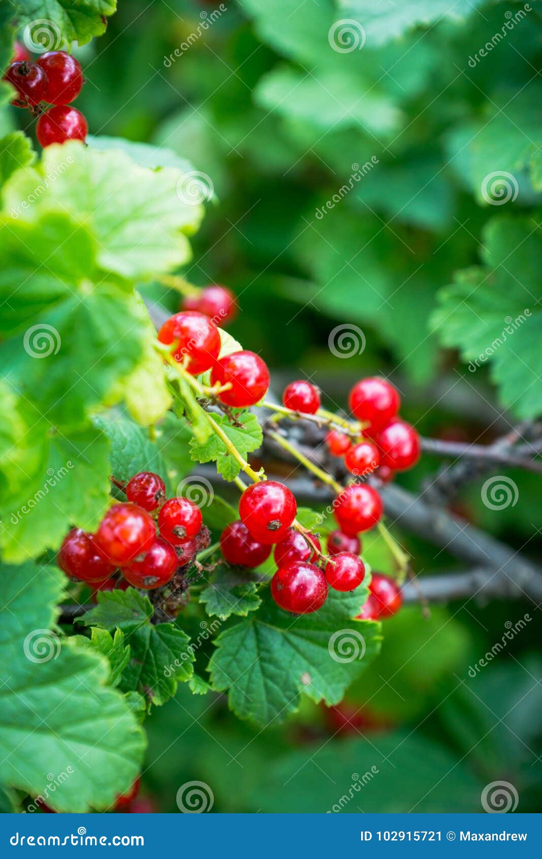 Arbusto De Corinto Com Grupos De Corintos Maduros Imagem de Stock ...