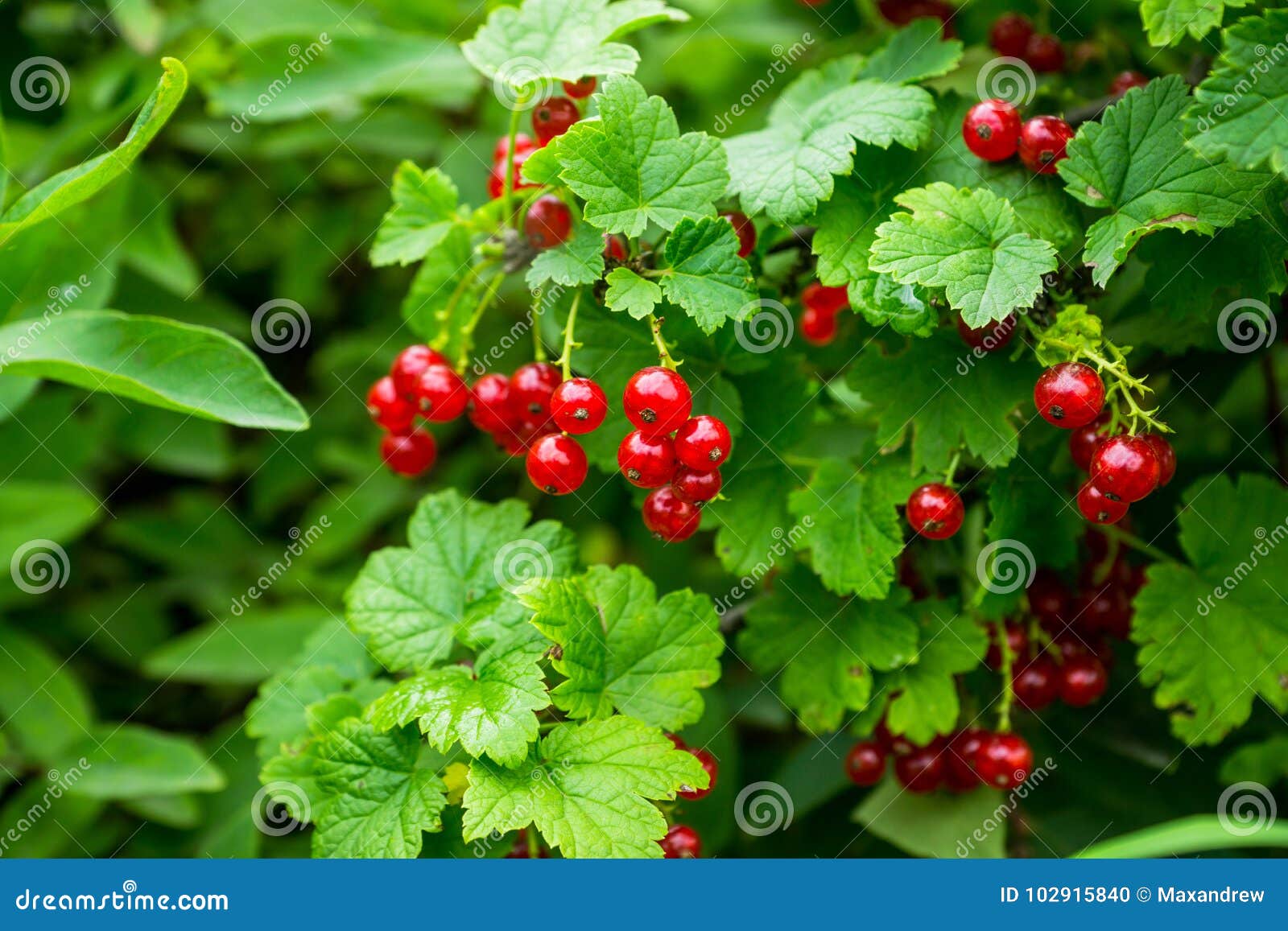Arbusto De Corinto Com Grupos De Corintos Maduros Foto de Stock ...
