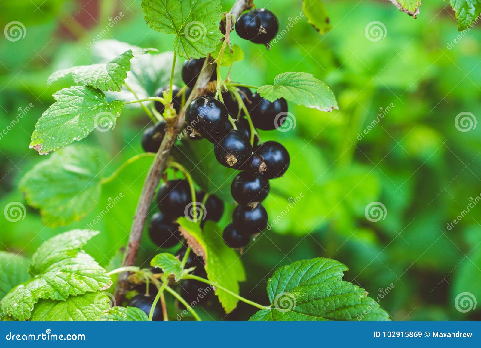 Arbusto De Corinto Com Grupos De Corintos Maduros Imagem de Stock ...