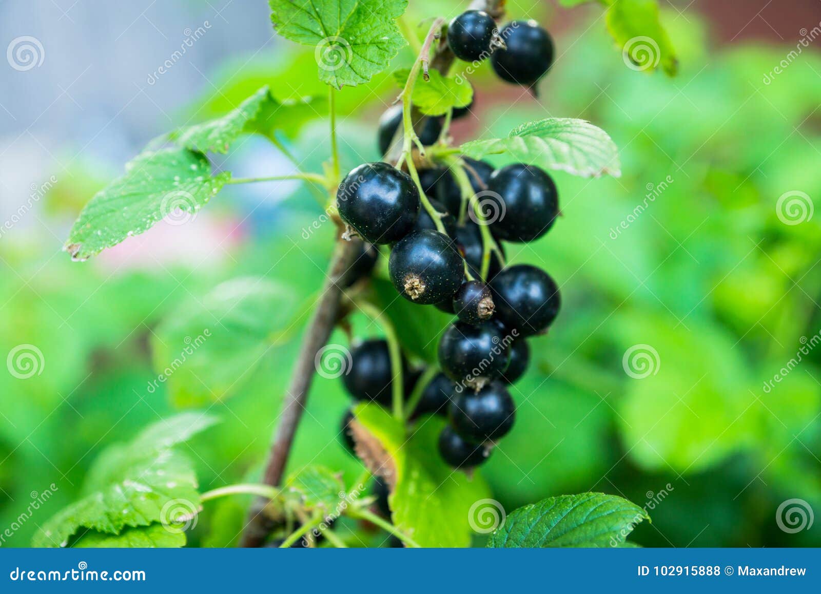 Arbusto De Corinto Com Grupos De Corintos Maduros Foto de Stock ...