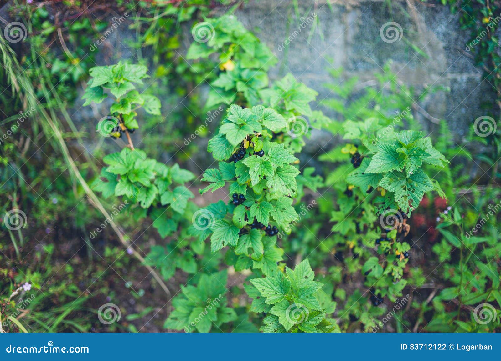 Arbusto De Corinto Preto No Jardim Foto de Stock - Imagem de groselha ...