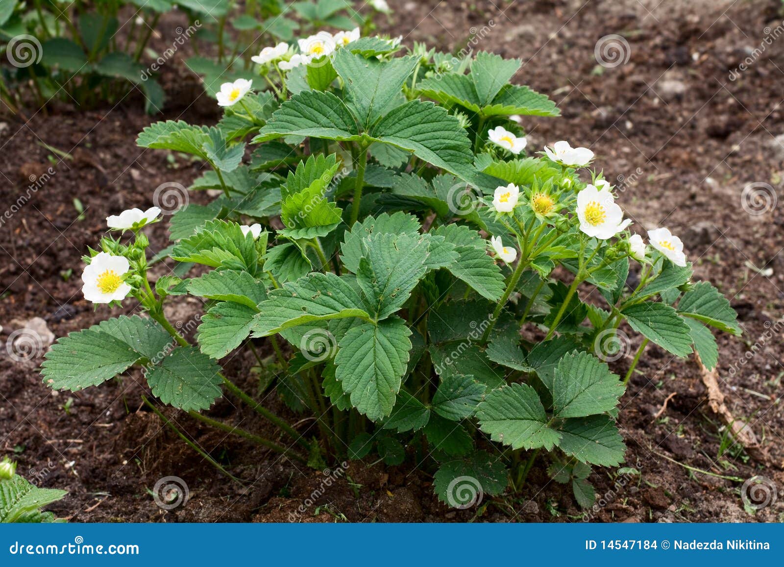 Arbusto de fresa foto de archivo. Imagen de follaje, planta - 14547184