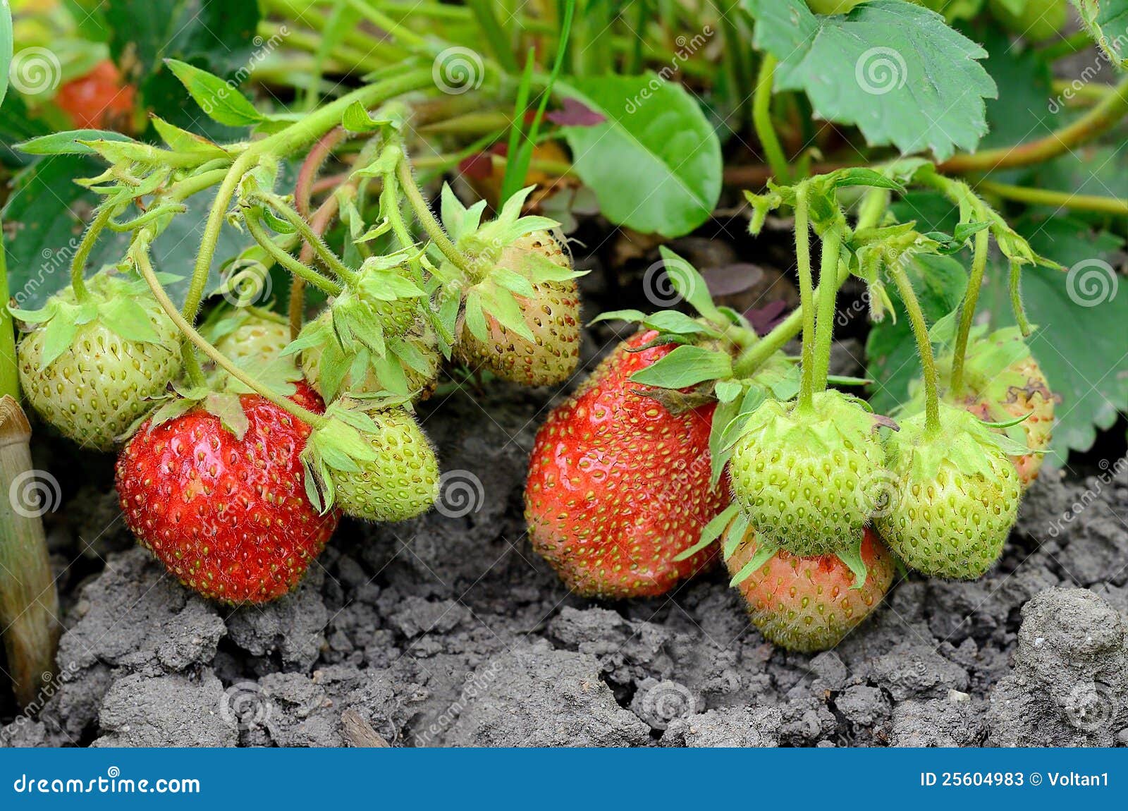 Arbusto de fresa imagen de archivo. Imagen de hermoso - 25604983
