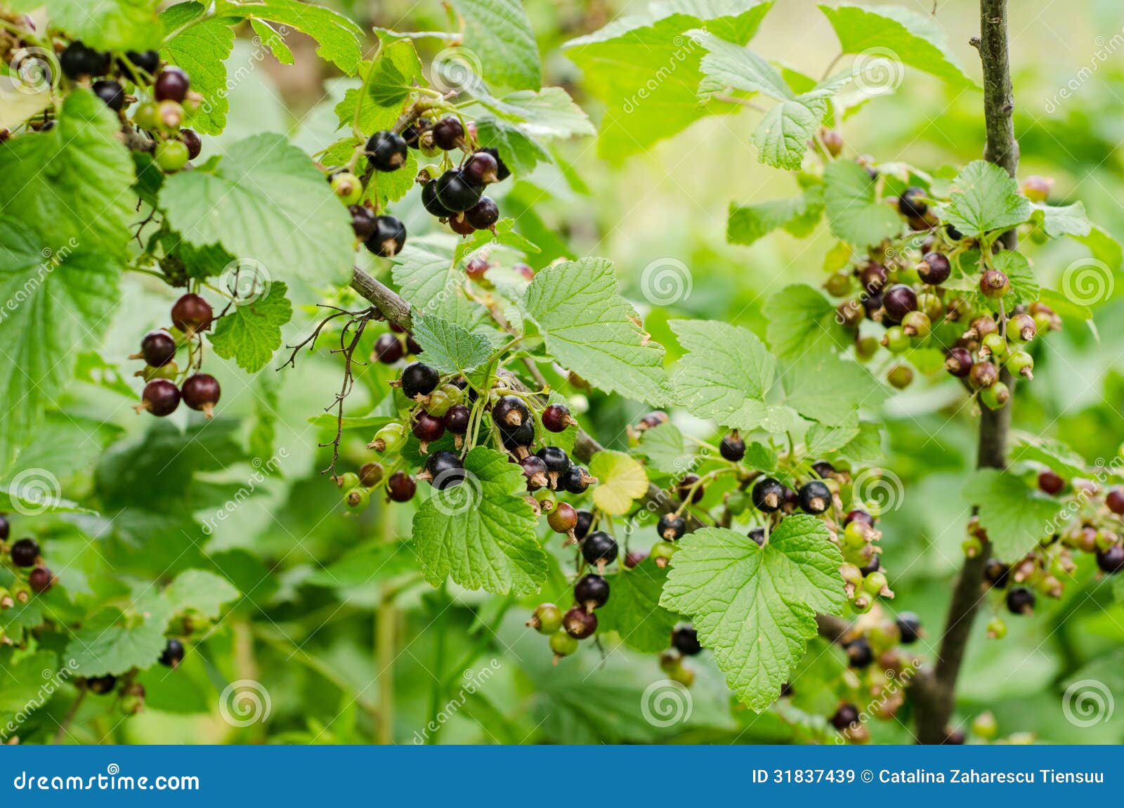 Arbusto De La Grosella Negra Imagen de archivo - Imagen de alimento ...
