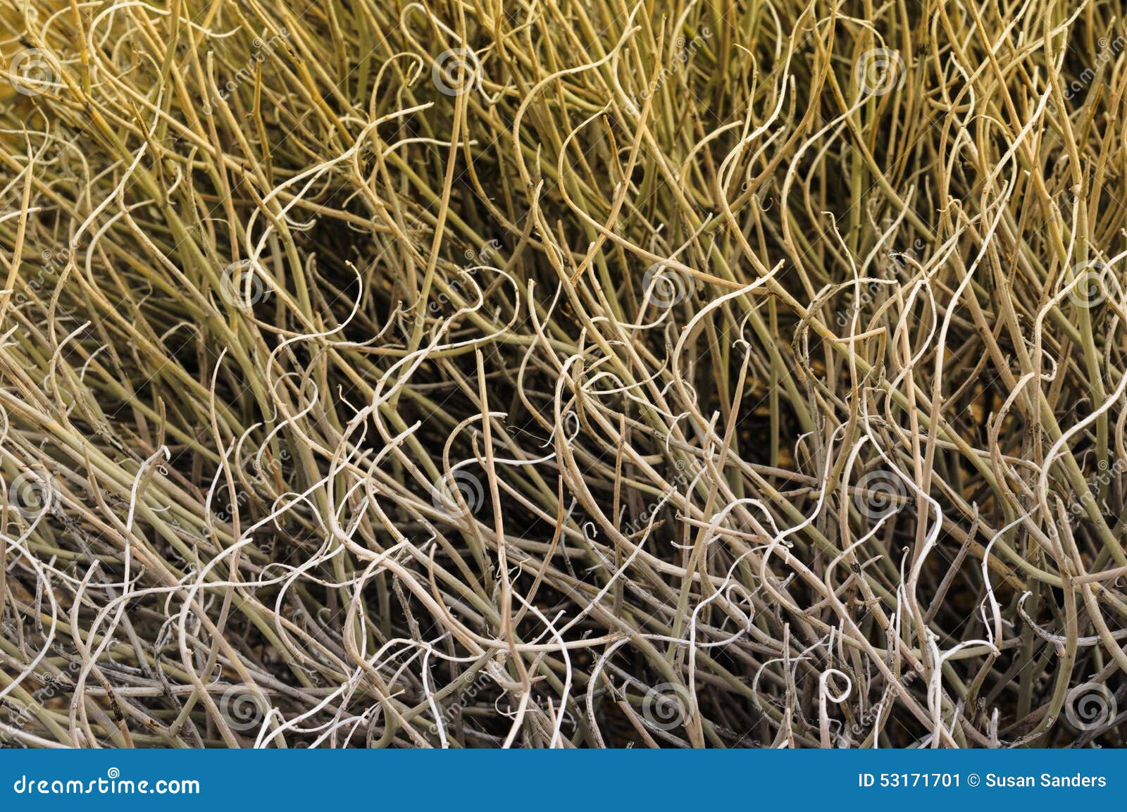 Arbusto De La Planta Rodadora Imagen de archivo - Imagen de cubo ...