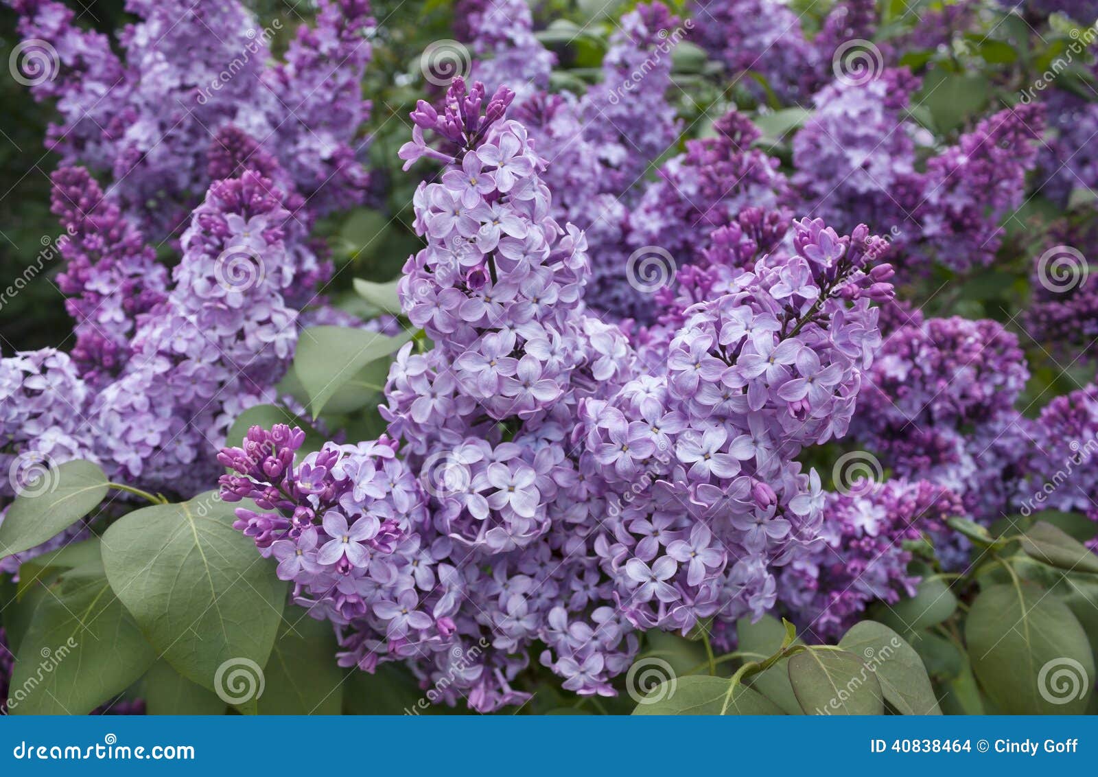 Arbusto de lila hermoso foto de archivo. Imagen de flores - 40838464