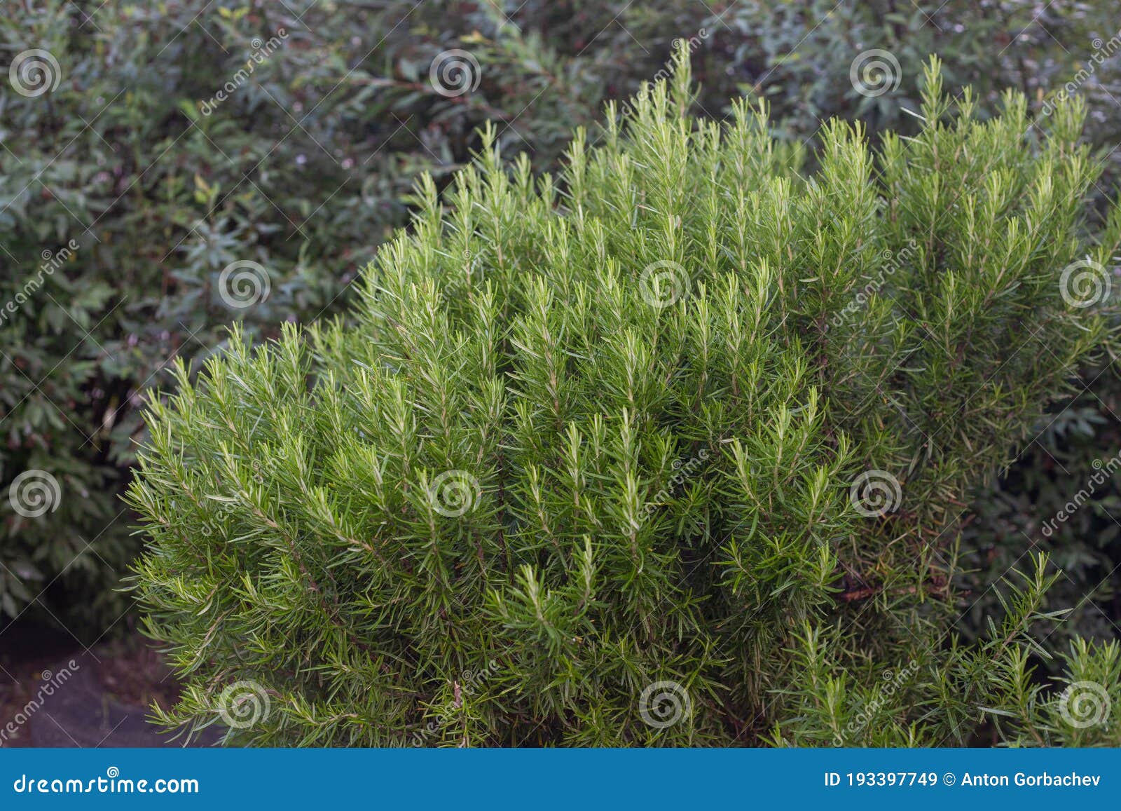 Arbusto de romero imagen de archivo. Imagen de ramificaciones - 193397749
