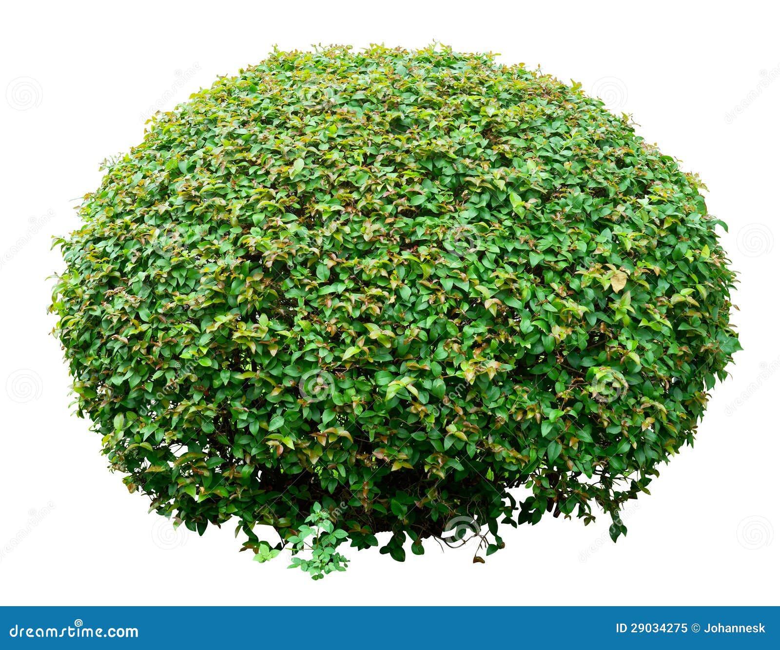 Arbusto decorativo imagem de stock. Imagem de forma, jardim - 29034275