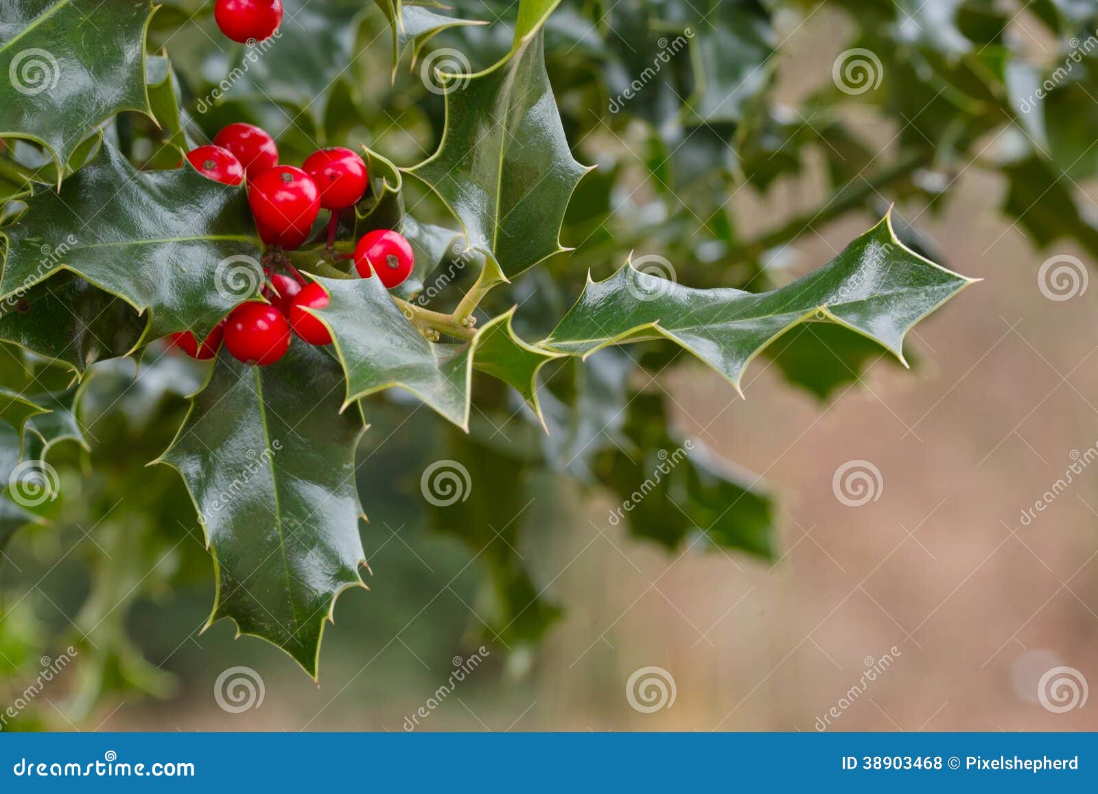 Arbusto Del Acebo Con Las Bayas Foto de archivo - Imagen de perenne ...